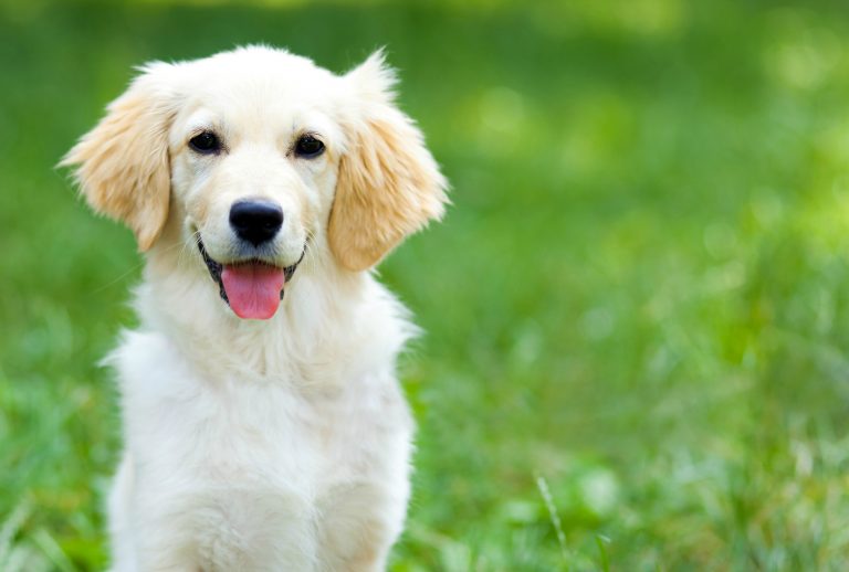 Dogs for Sale in CT - Buy in CT Breeder Pet Store