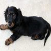 Dachshund Puppies for Sale in Connecticut - CT Breeder