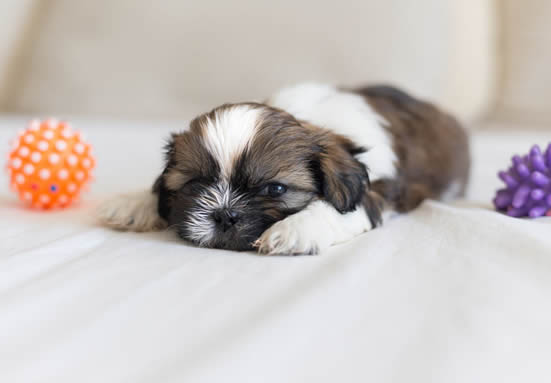Puppies & Dogs for Sale in Connecticut - CT Breeders