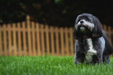 Shih Tzu Puppies for Sale in Connecticut - CT Breeder